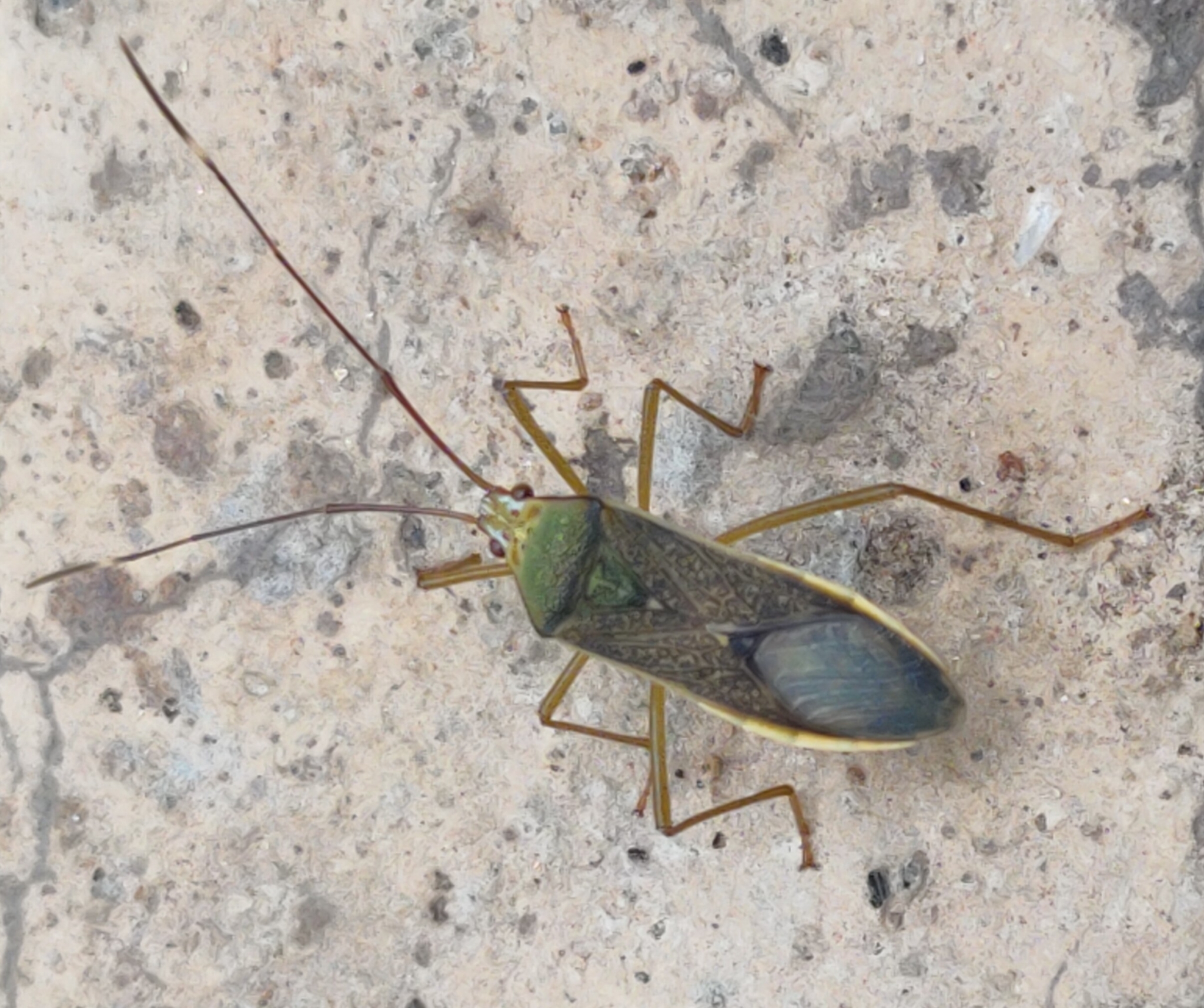 Homoeocerus Burmeister, 1835