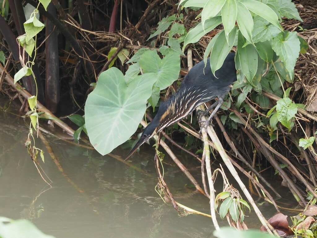 Black Bittern from 1384 Ang Mo Kio Ave 1, Singapore on April 5, 2023 at ...