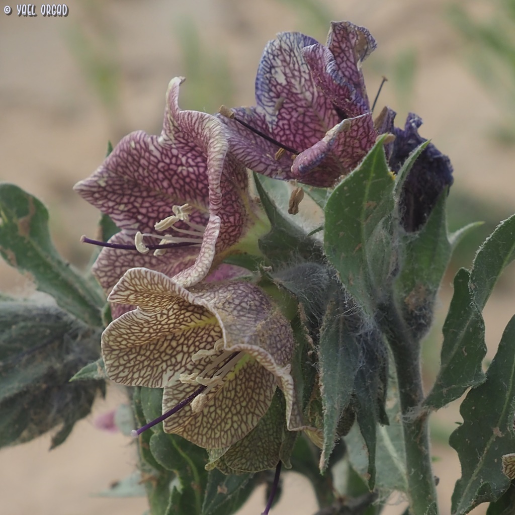 Hyoscyamus reticulatus L.