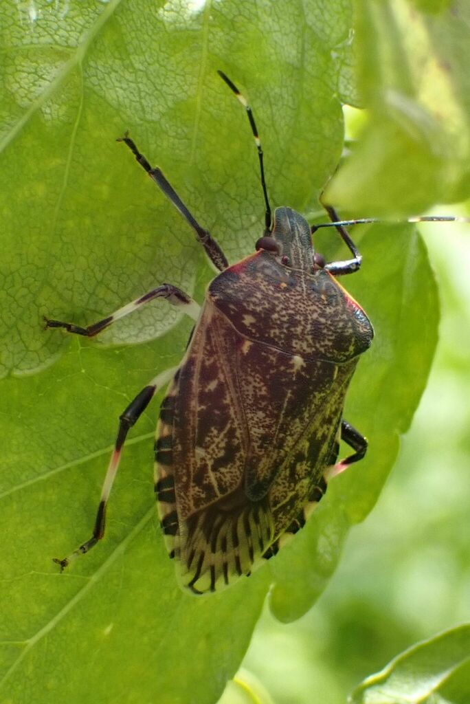 Sunflower Seed Bug from Sabiepark, Sabie Park, 1260, South Africa on ...