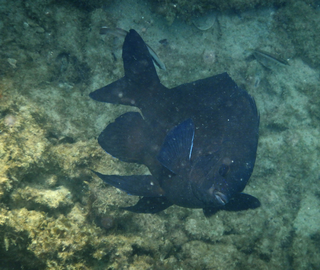 Western Scalyfin from Cockburn, WA, Australia on April 04, 2023 at 11: ...