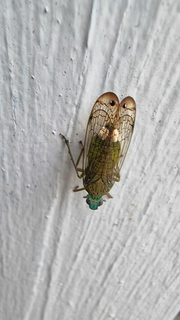 palm planthopper from Tanglewood NSW 2488, Australia on April 05, 2023 ...