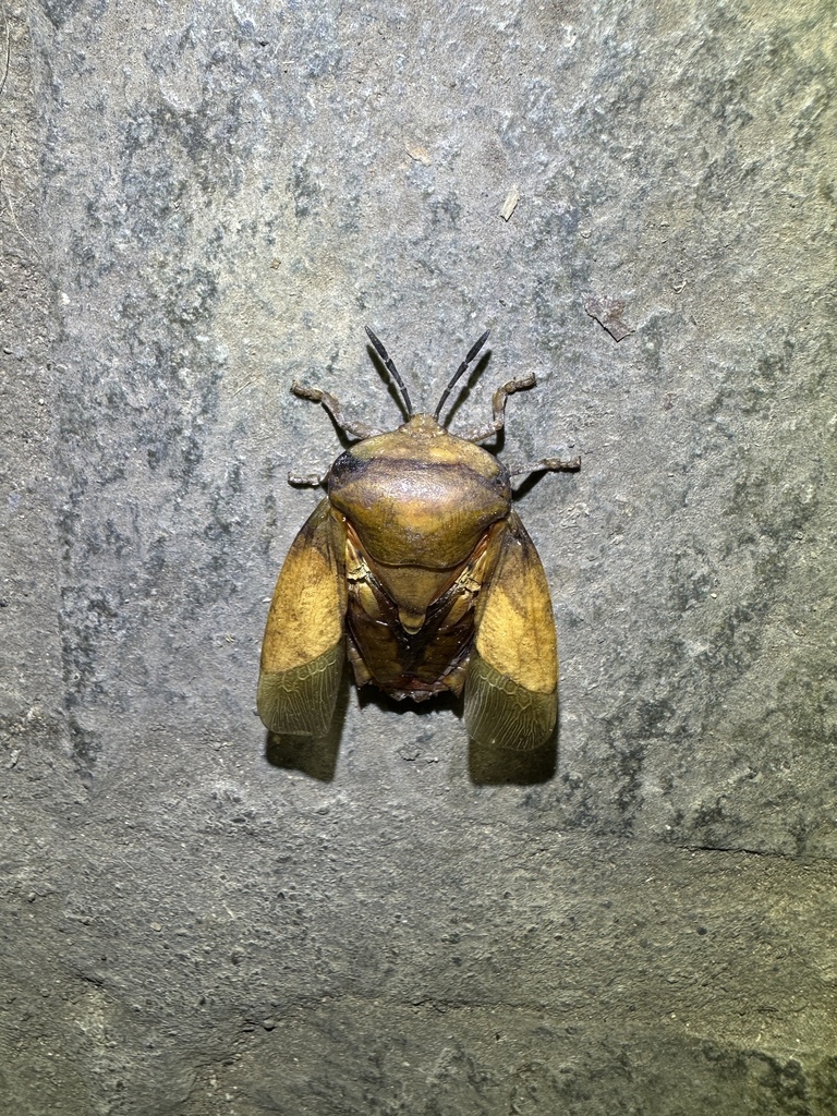 Lychee Stink Bug from 八里區, TW on April 5, 2023 at 12:31 AM by 陳正守 ...