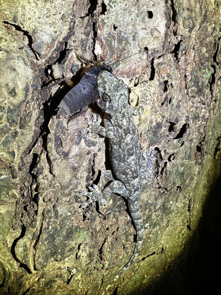 Hokou Gecko from 凌雲路三段, 五股區, TW on April 4, 2023 at 11:20 PM by 陳正守 ...