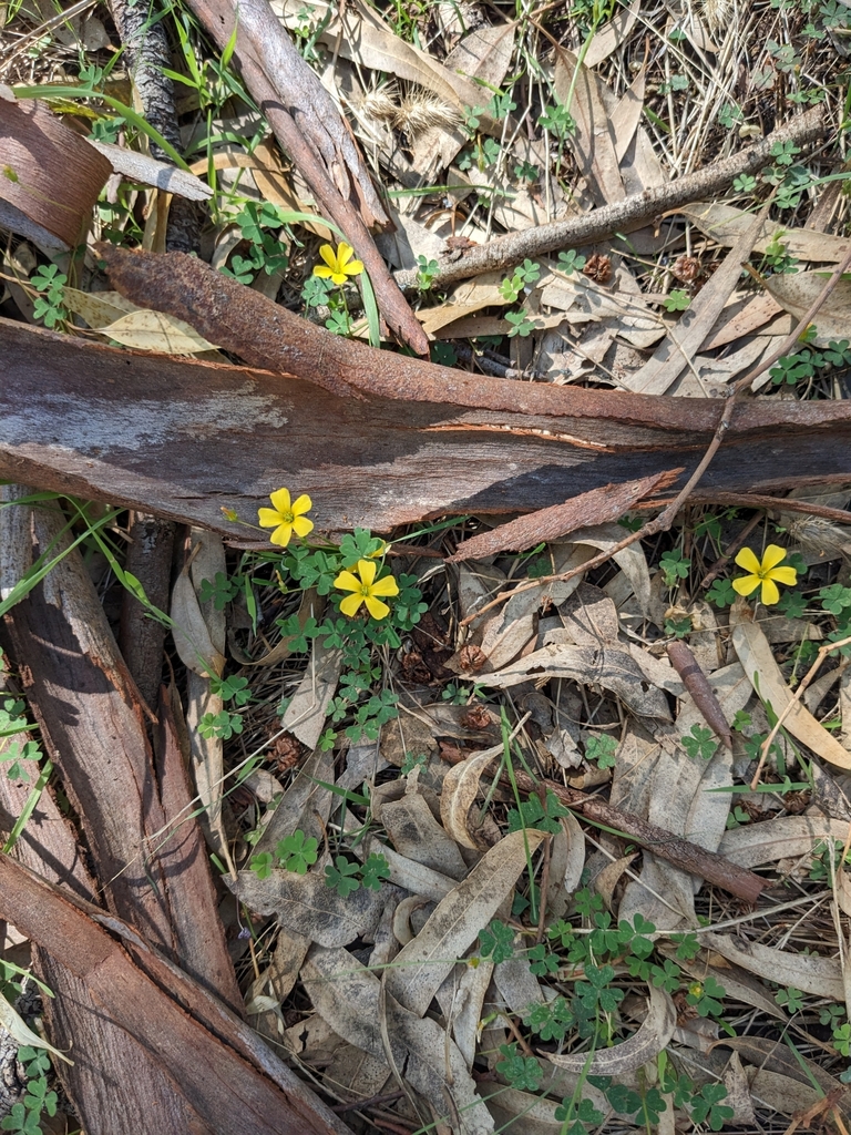 woody-root woodsorrel from Athelstone SA 5076, Australia on April 5 ...