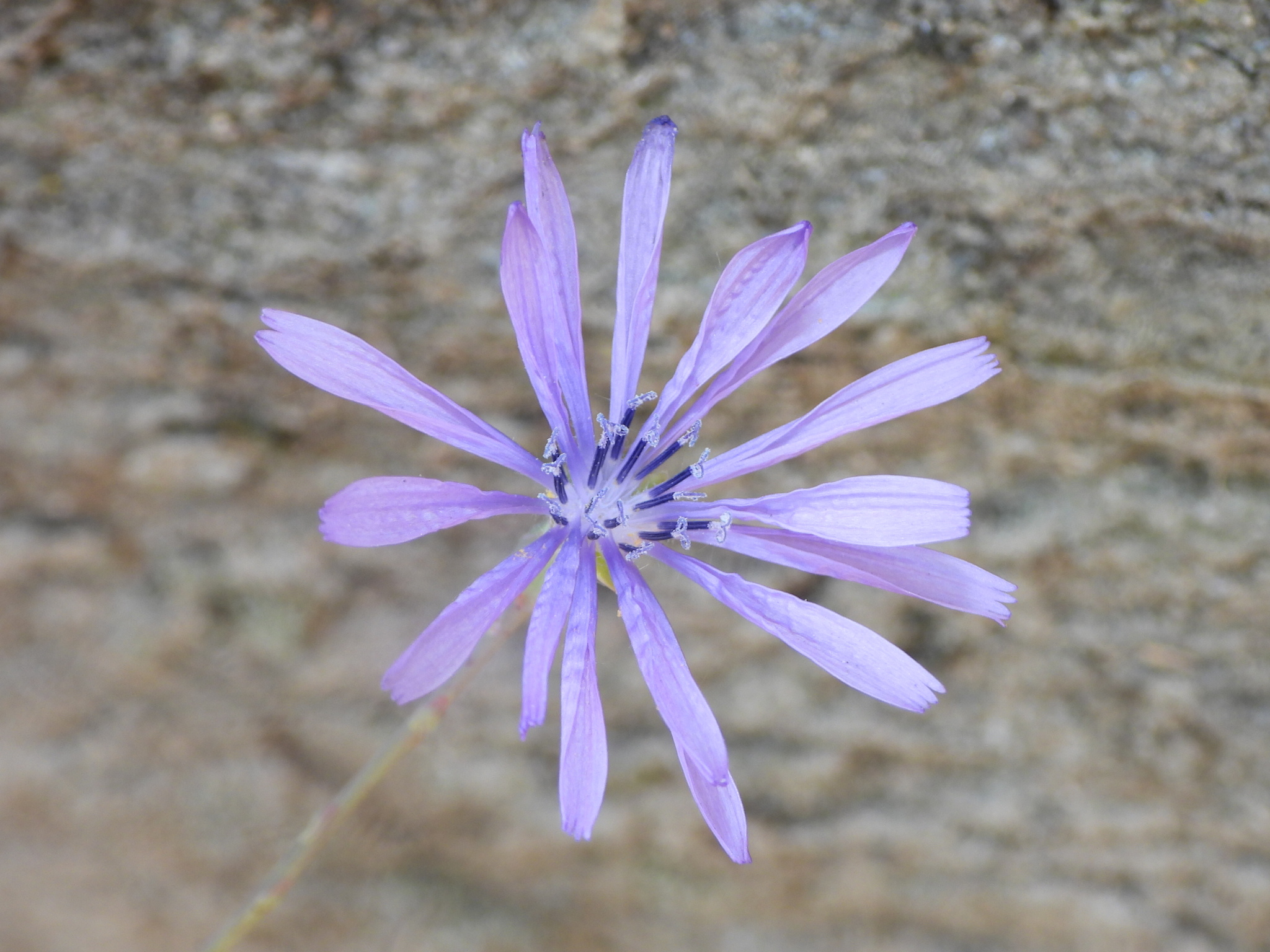 Lactuca perennis L.