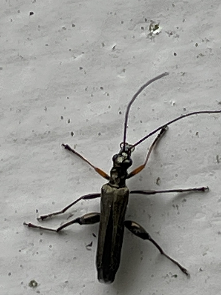 Water, Rove, Scarab, Long-horned, Leaf, and Snout Beetles from Nissan ...