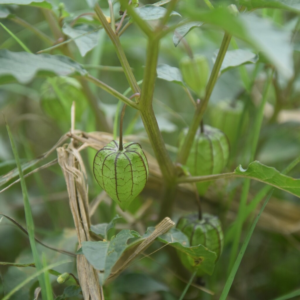 cutleaf groundcherry from Khekra, Uttar Pradesh 250101, India on March ...