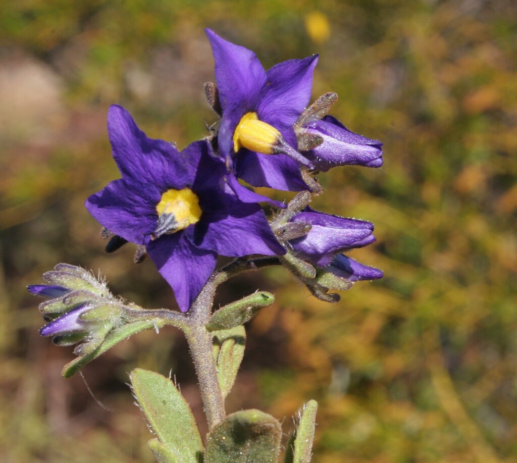 Halgania solanacea from Mueller Ranges WA 6770, Australia on July 19 ...