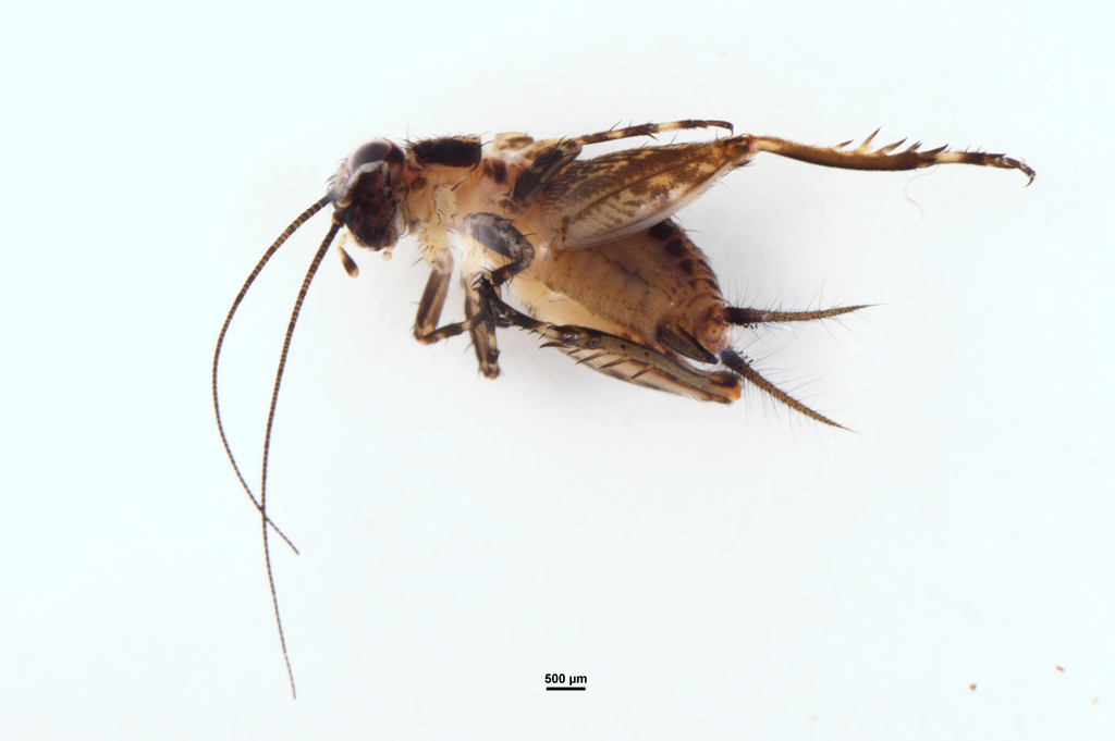 True Crickets and Allies from 16 Magdalen Valley Road, Boyle Village ...