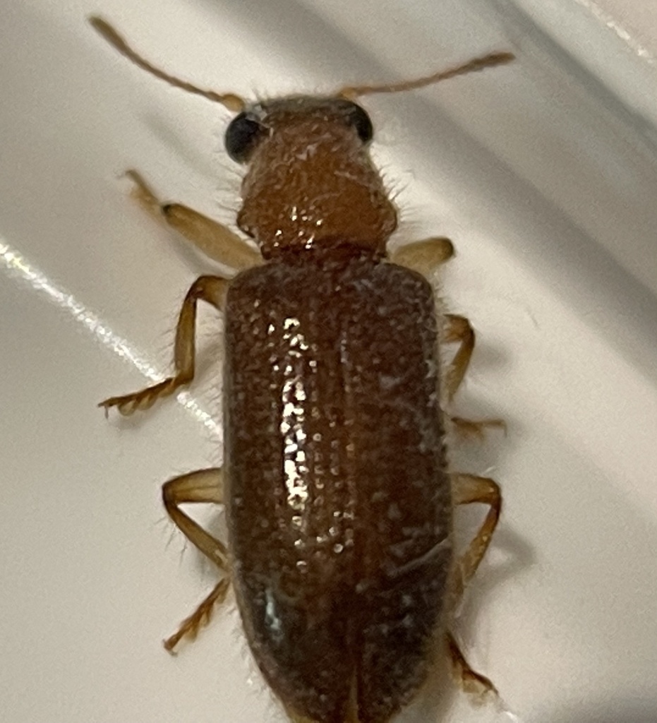 Phlogistus from Boundary Tk E, Frankston South, VIC, AU on April 05 ...