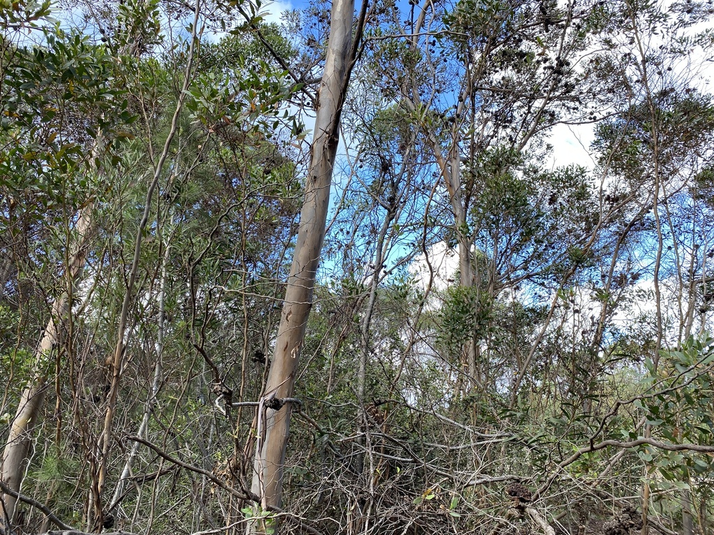 spider gum from Overberg District Municipality, South Africa on April ...