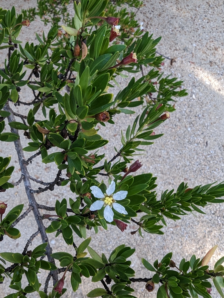 bantigue from Dunk QLD 4852, Australia on April 5, 2023 at 08:30 AM by ...