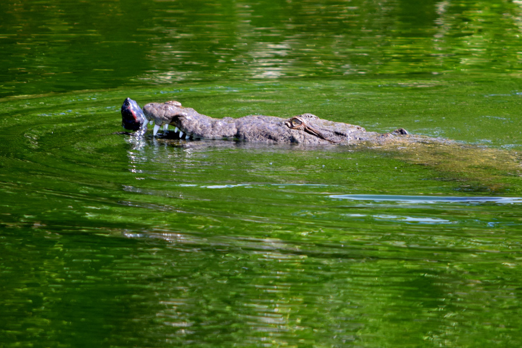American Crocodile in February 2020 by Livan. a bit graphic. Croc eats ...