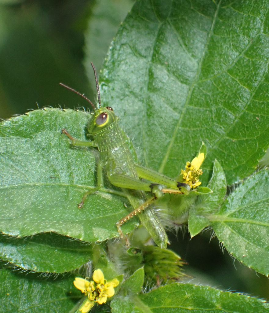 Melicodes tenebrosa from Panglao, Bohol, Philippines on April 05, 2023 ...
