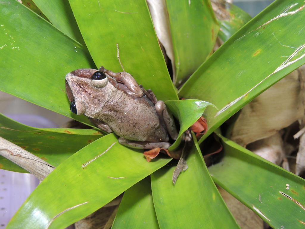 Bokermann's Casque-headed Tree Frog from Florianópolis, SC, Brasil on ...