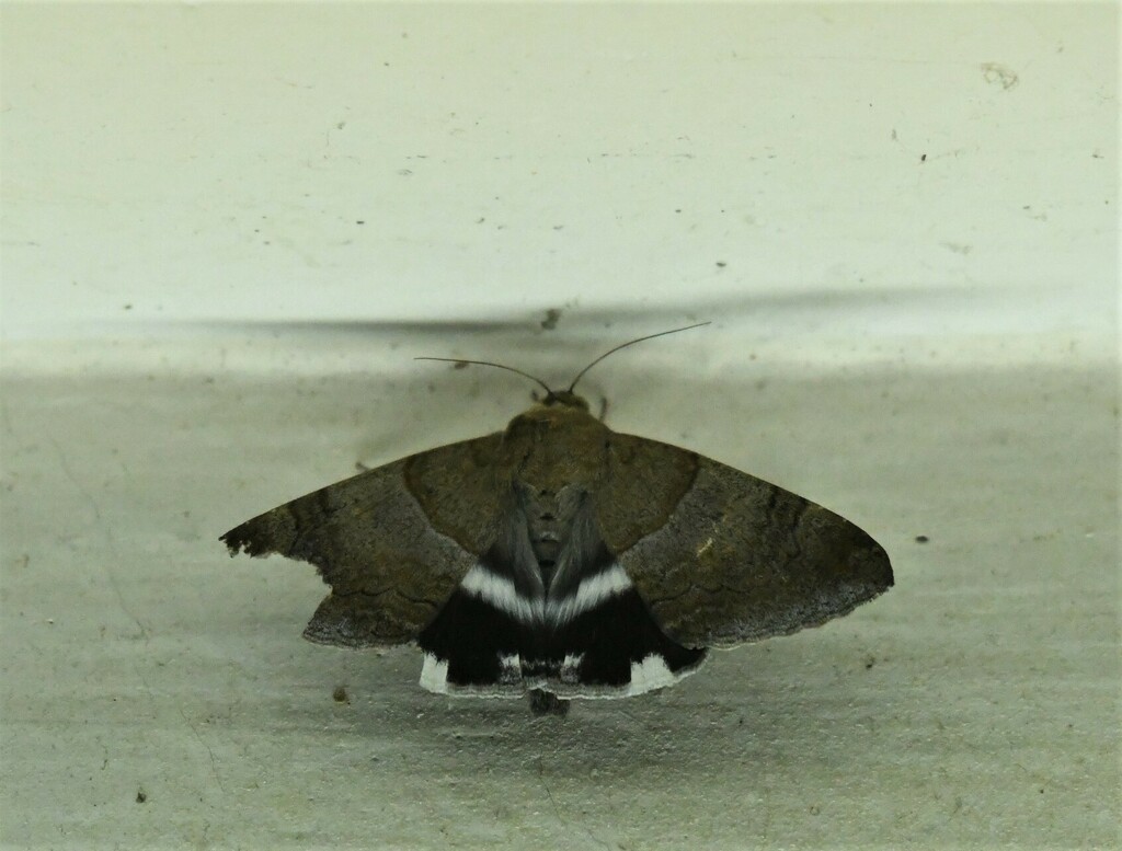 Castor Semi-looper from Devasandra Layout, Bengaluru, Karnataka, India ...