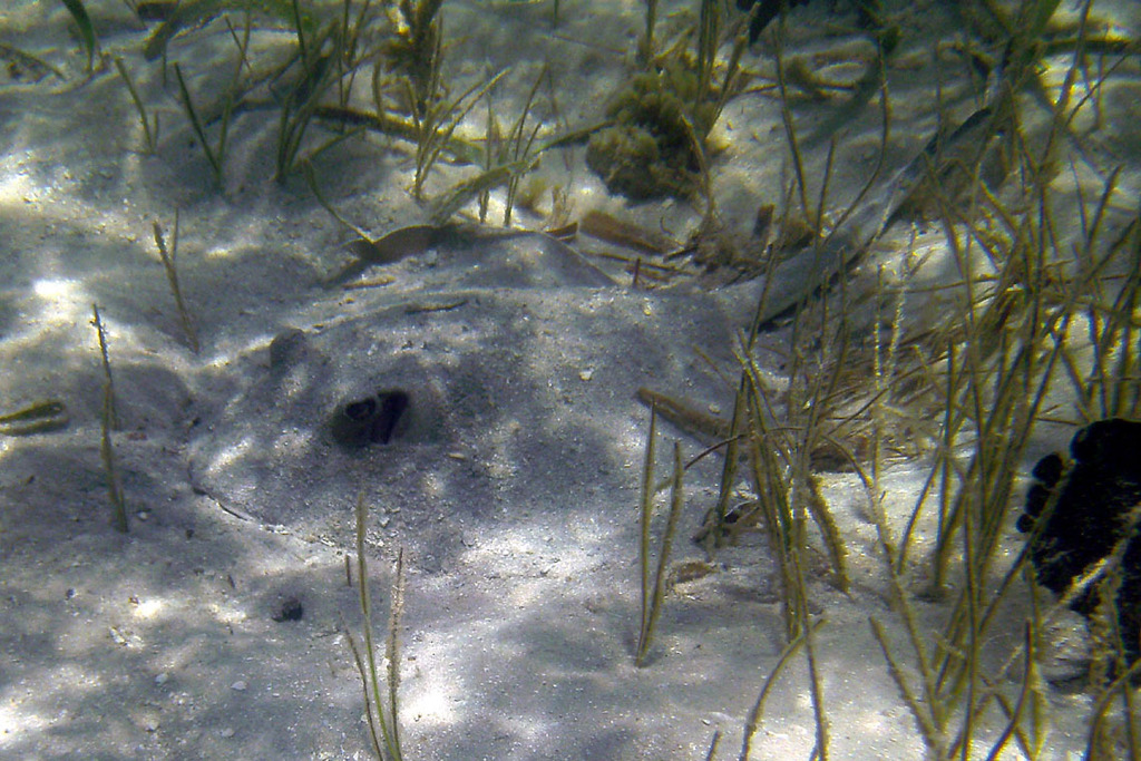 Bluntnose Stingray from Miami-Dade County, FL, USA on June 22, 2020 at ...