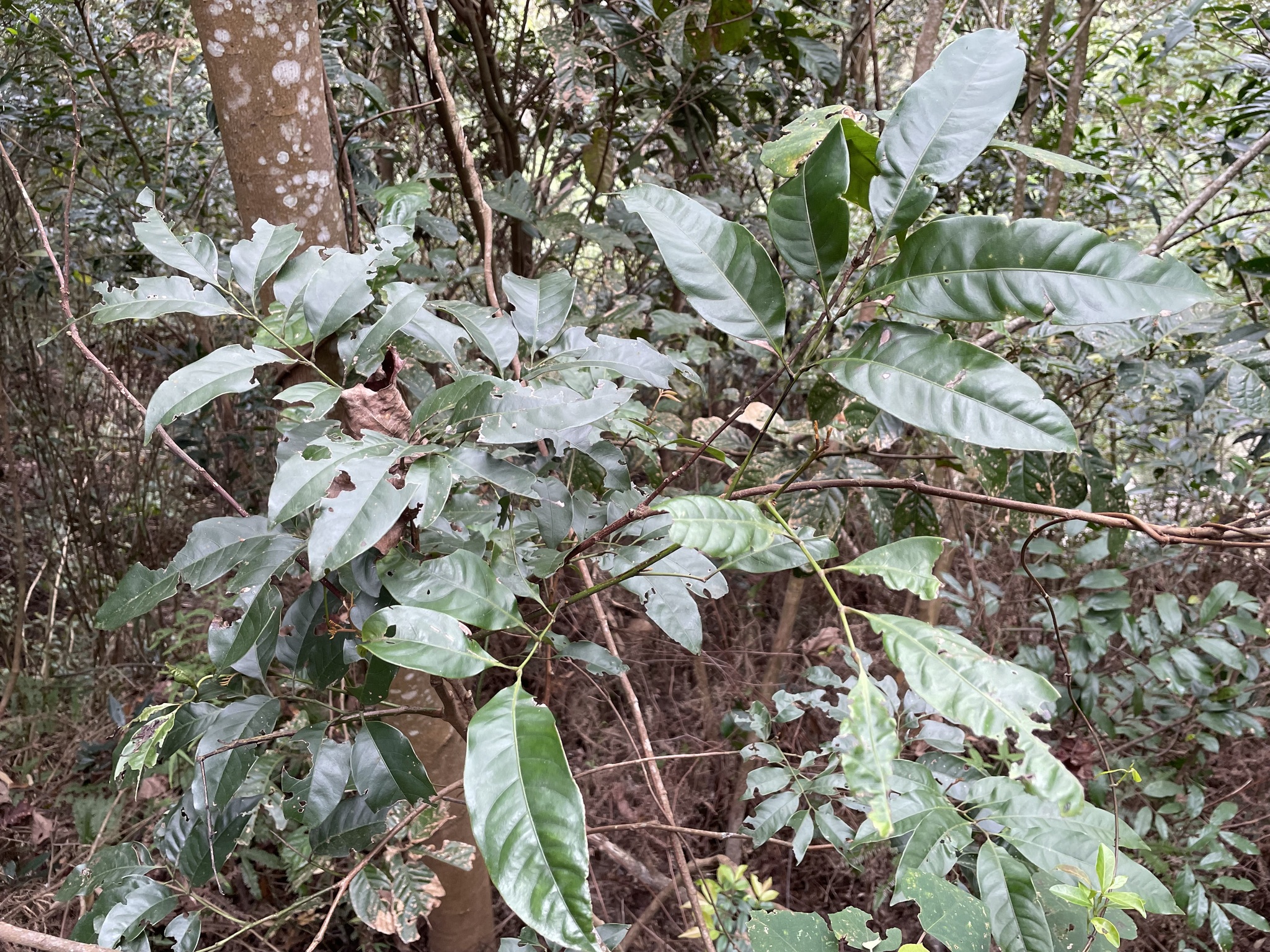 Engelhardia roxburghiana Wall.