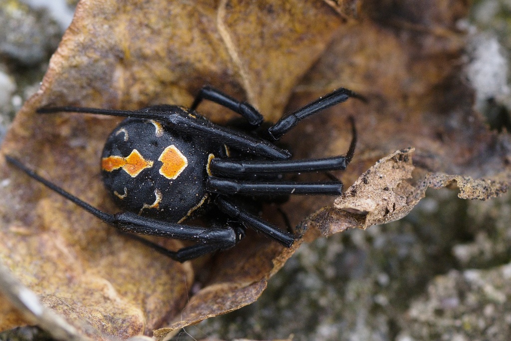 East Coast Button Spider from Dafár, Omán on March 31, 2023 at 02:56 PM ...