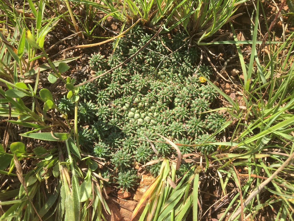 Lion Spoor in March 2020 by chrisjgvn · iNaturalist