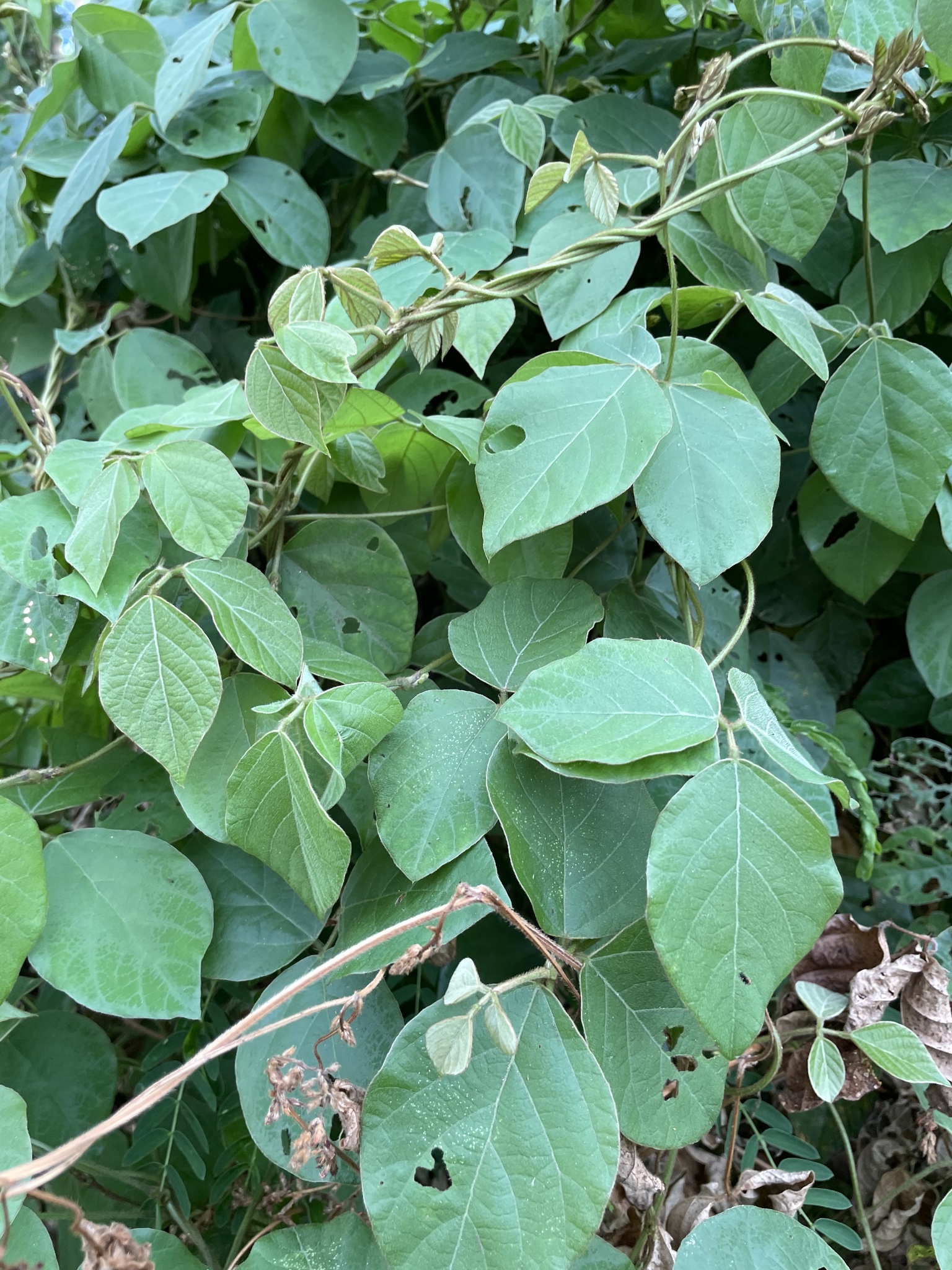 Neonotonia J.A.Lackey