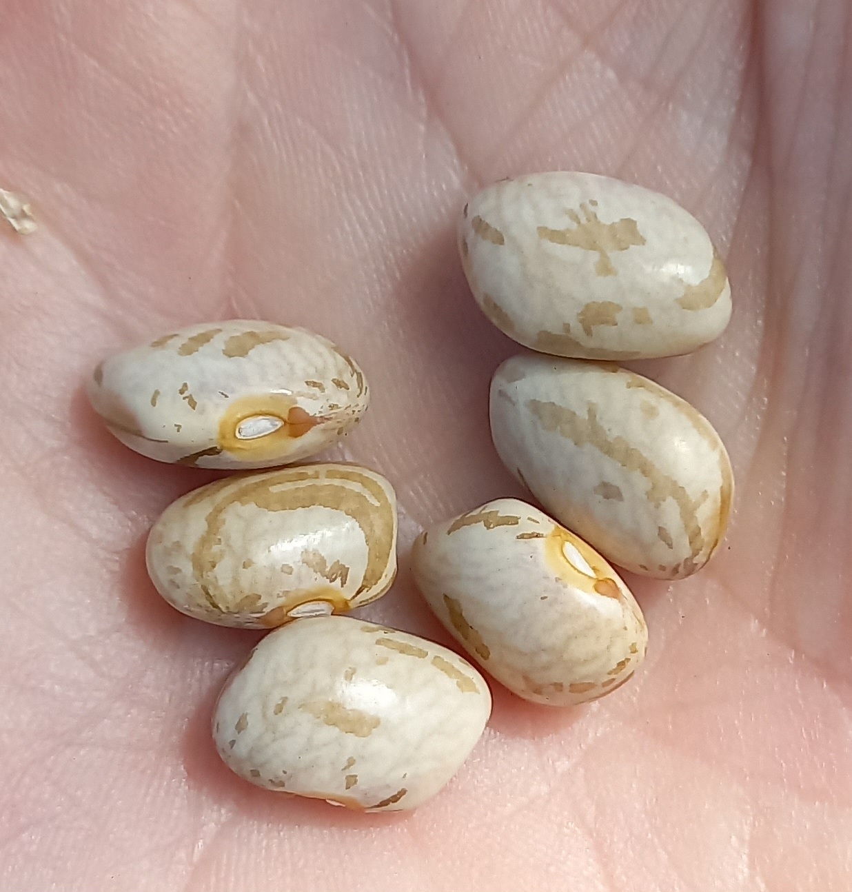 Phaseolus vulgaris L.