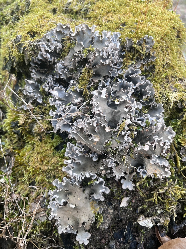 scaly pelt lichen from Shawnee State Forest, Stout, OH, US on April 04 ...
