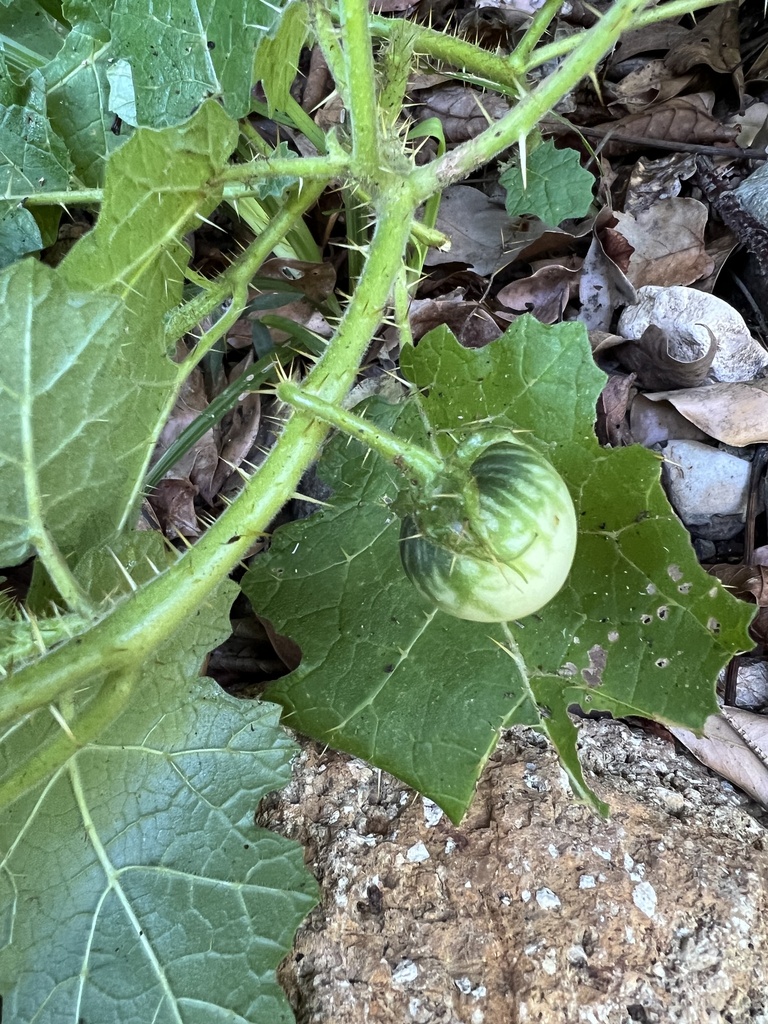 nightshades in April 2023 by sallywattle. Rocky riparian zone · iNaturalist