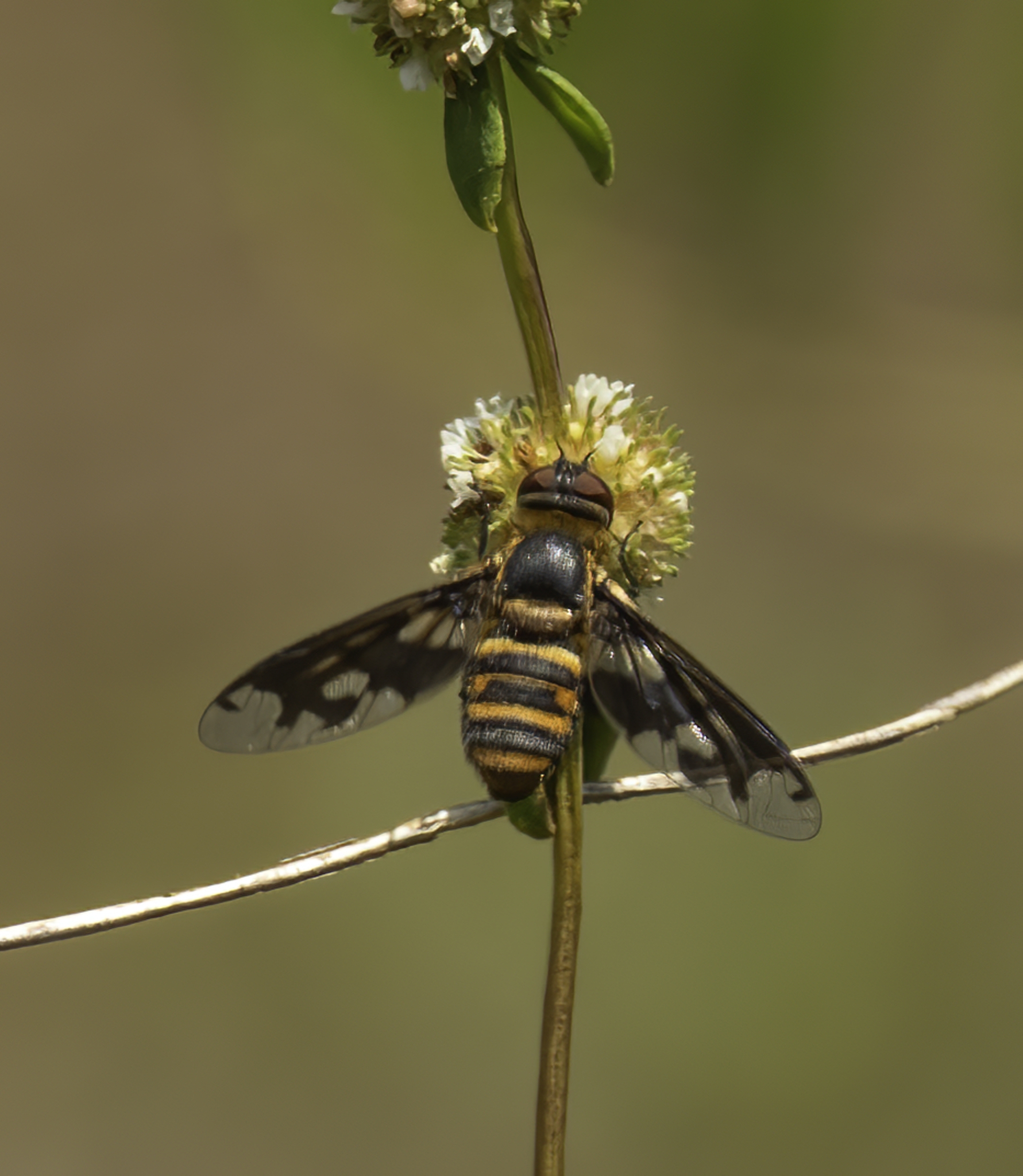 Exoprosopa fascipennis (Say, 1824)