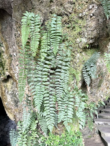 Pronephrium simillimum · iNaturalist