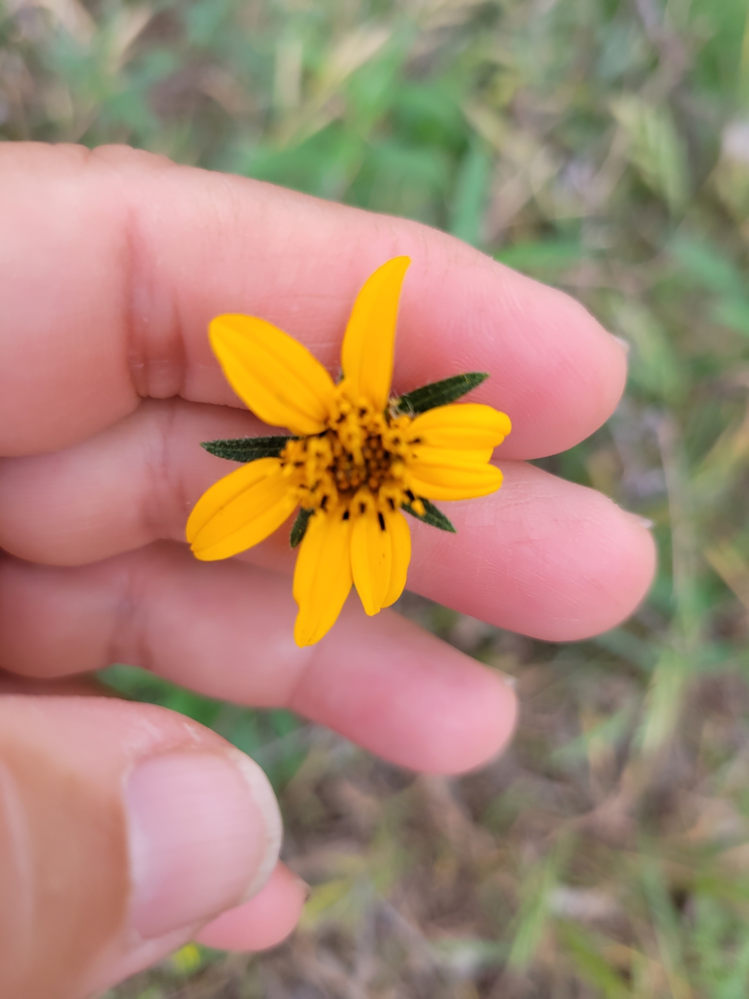 Wedelia acapulcensis var. hispida (Kunth) Strother