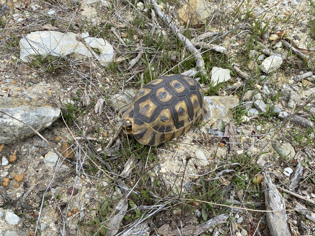 Angulate Tortoise from Overberg District Municipality, South Africa on ...