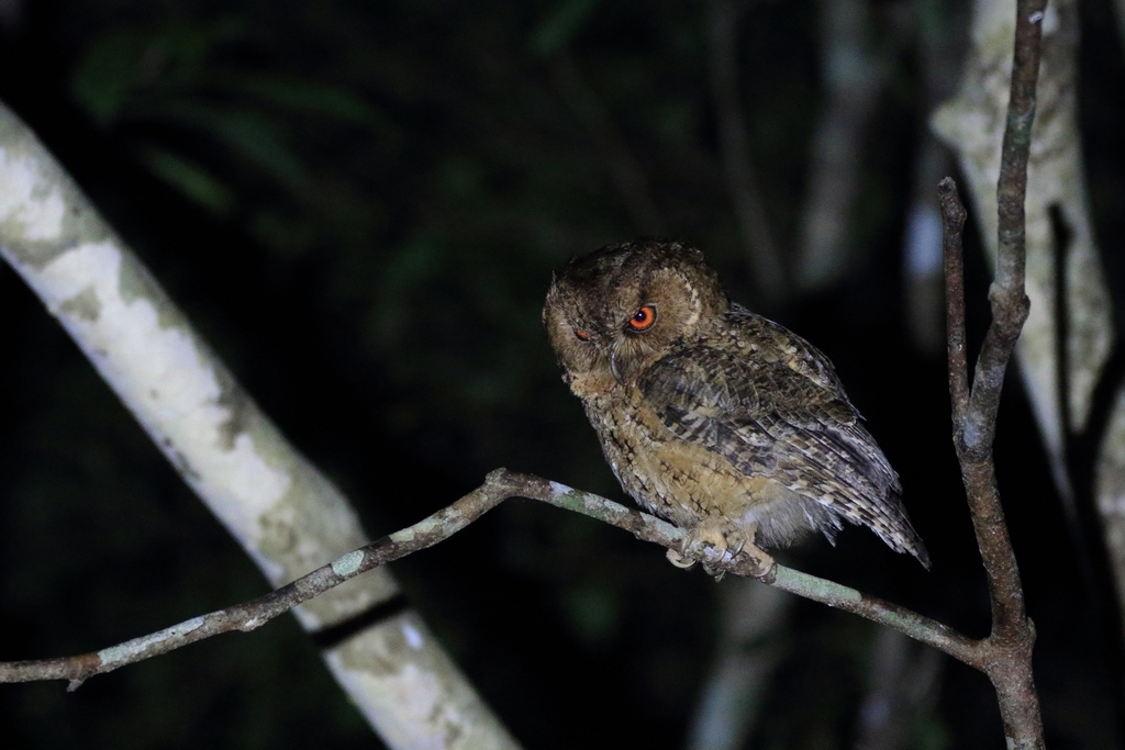 Otus semitorques pryeri in March 2020 by ymmus · iNaturalist