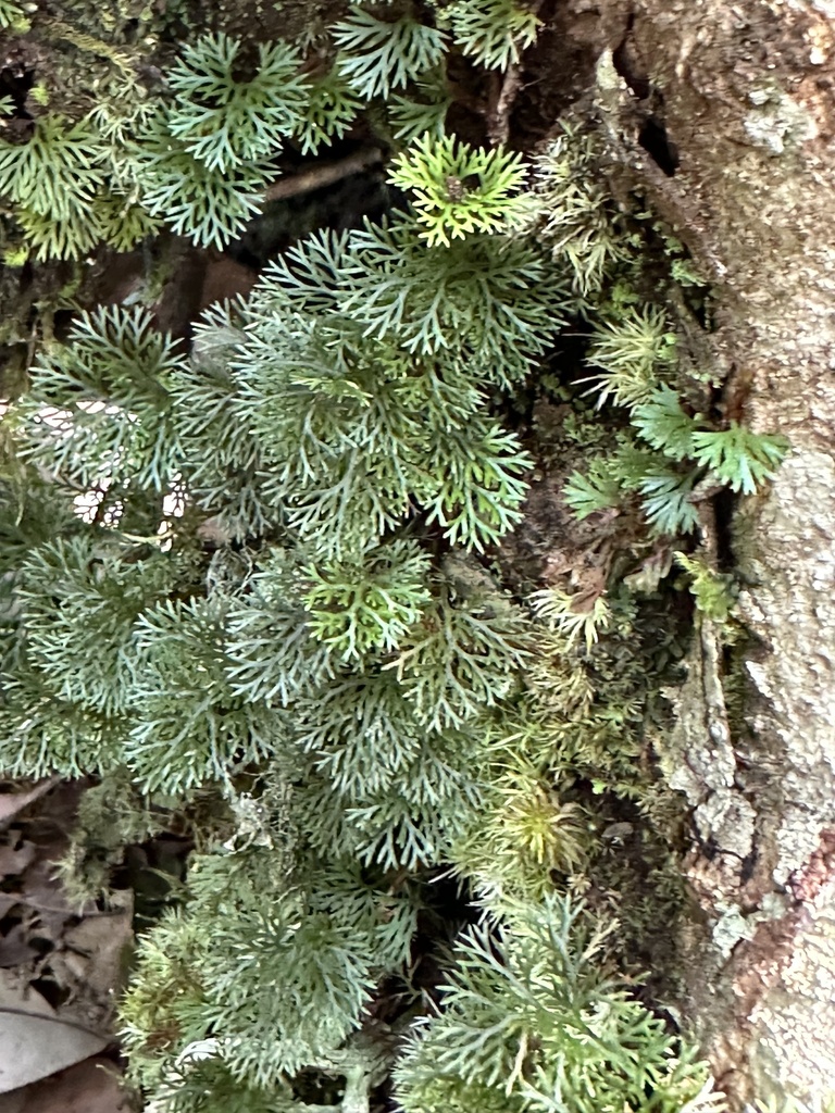 Davallia parvula from Borneo, Bau, 砂拉越, MY on April 5, 2023 at 01:07 PM ...