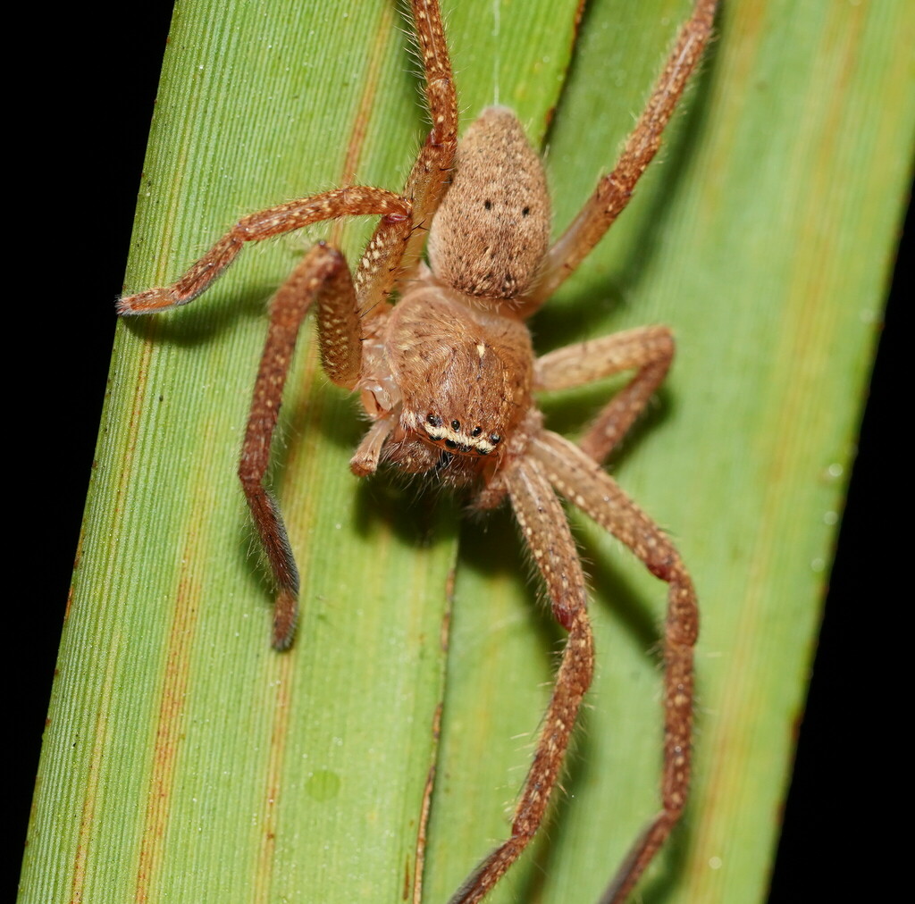 Badge Huntsman Spiders from Rosedale VIC 3847, Australia on March 31 ...