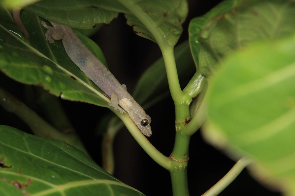 Indo-Pacific Slender Gecko in March 2020 by ymmus · iNaturalist