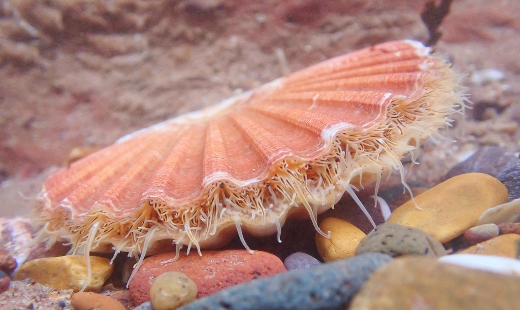 Great Scallop from Dawlish, UK on April 04, 2023 at 11:15 AM by Guy ...