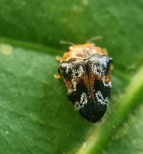 Trachys dejectus · iNaturalist United Kingdom