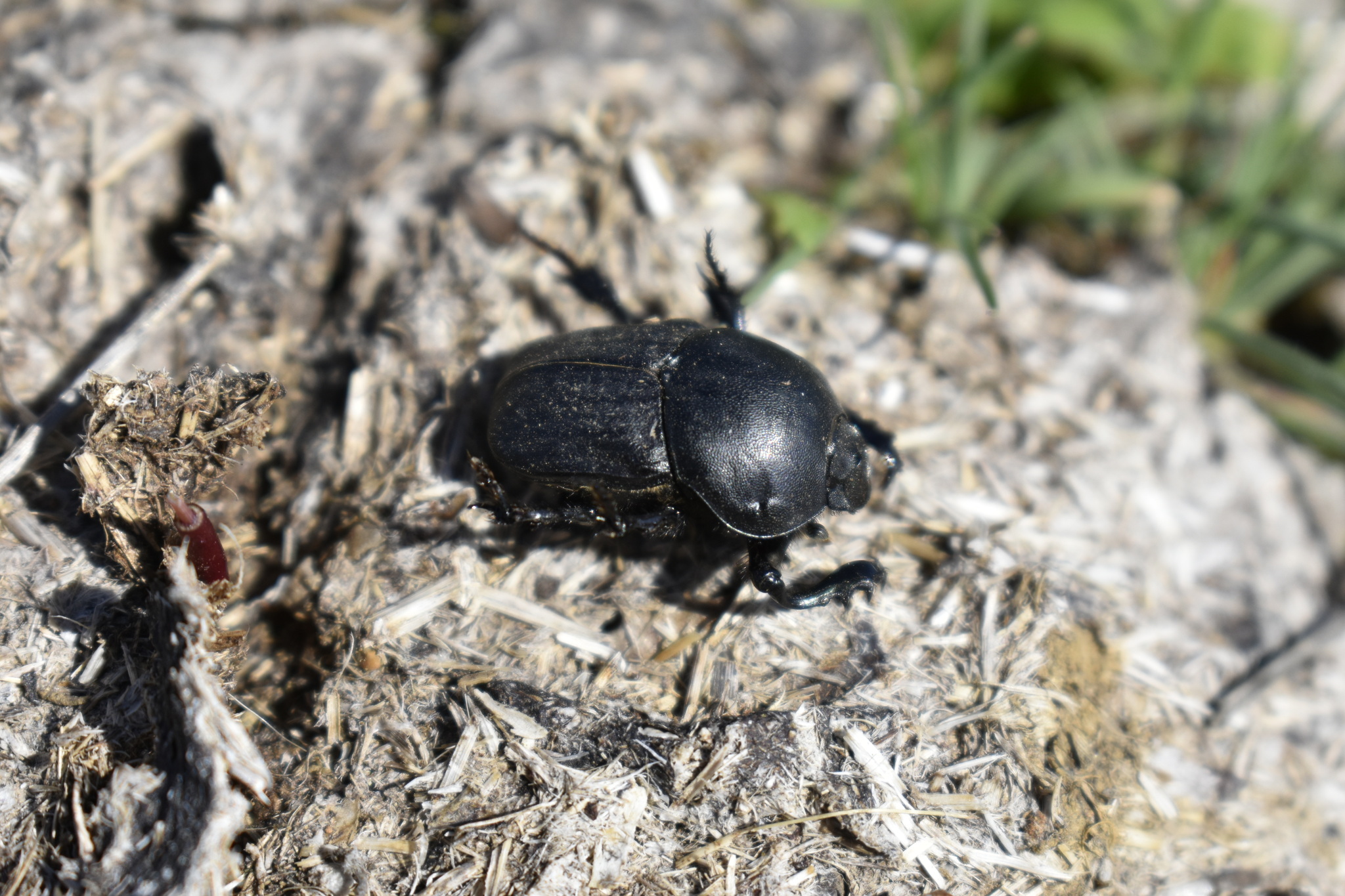 Gymnopleurus mopsus (Pallas, 1781)