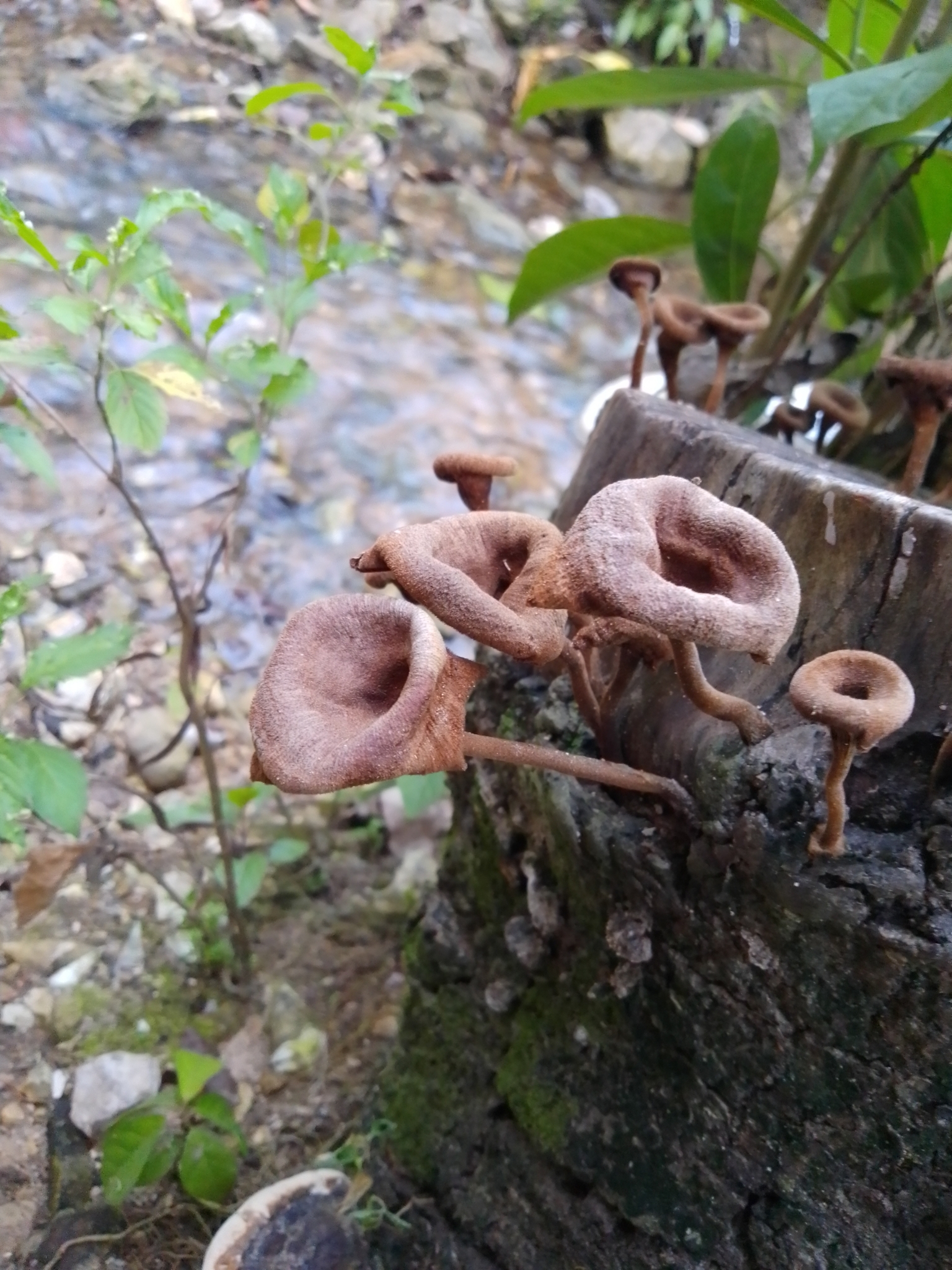 Panus velutinus (Fr.) Sacc.