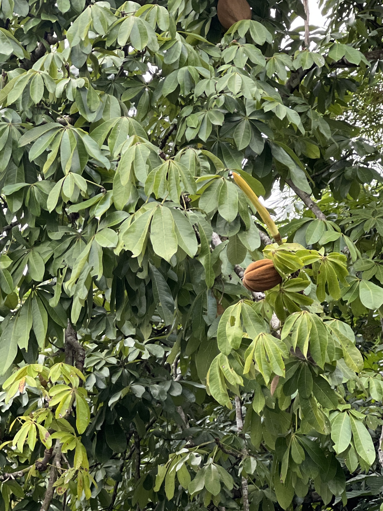 Pachira aquatica Aubl.