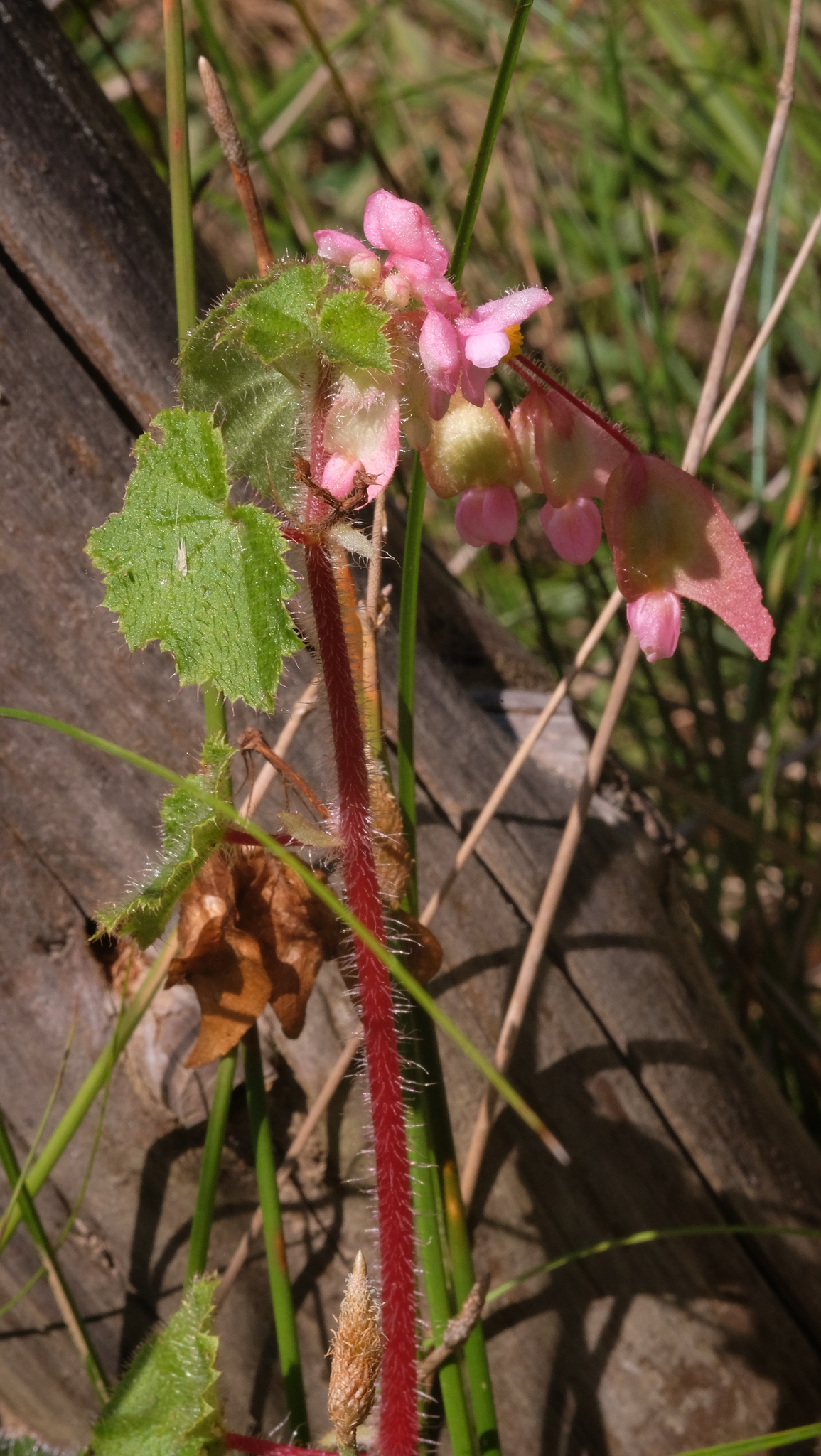 Begonia fischeri Schrank