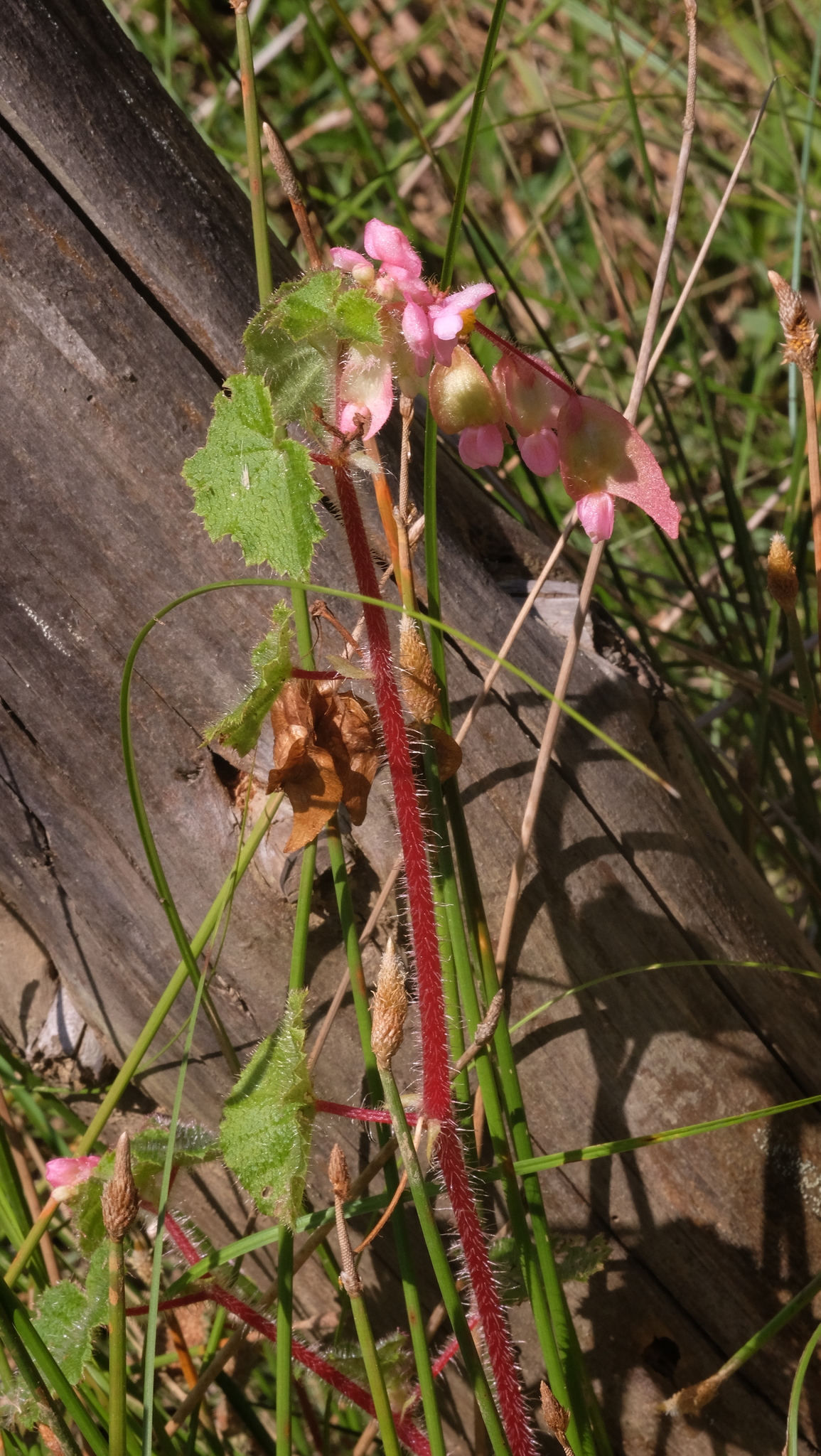 Begonia fischeri Schrank