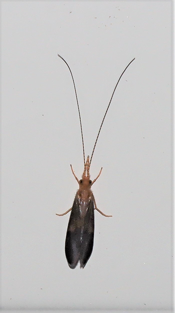 Calamoceratidae