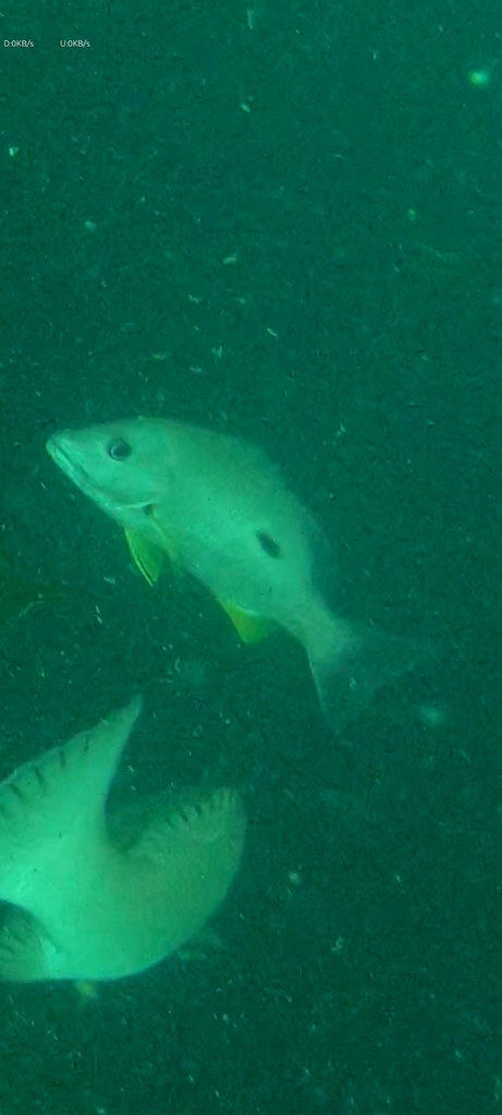 Moses' Snapper from EX-HMAS Tobruk Dive Site on April 05, 2023 at 11:08 ...