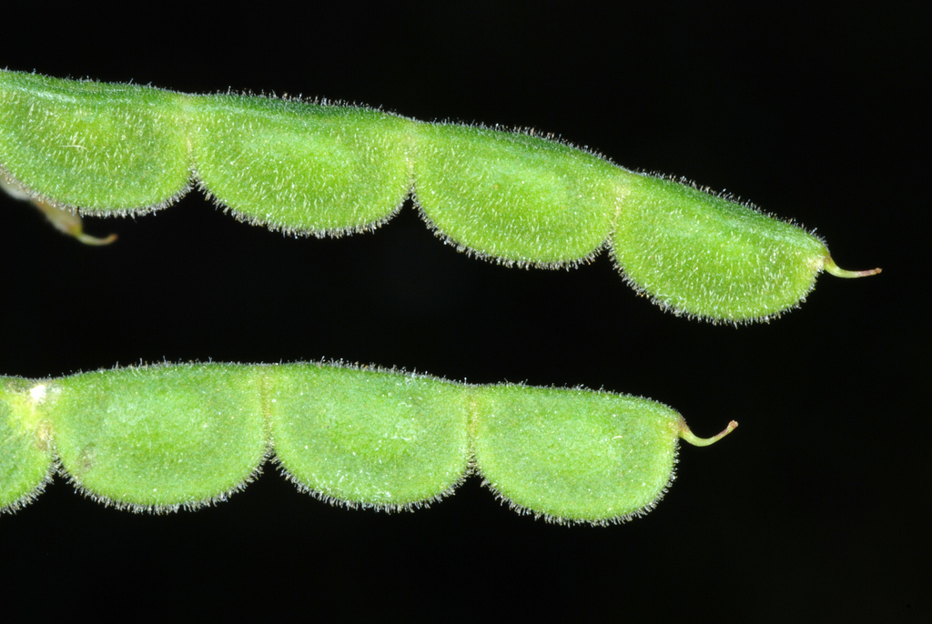 creeping beggarweed (Desmodium incanum) - Botanical Realm