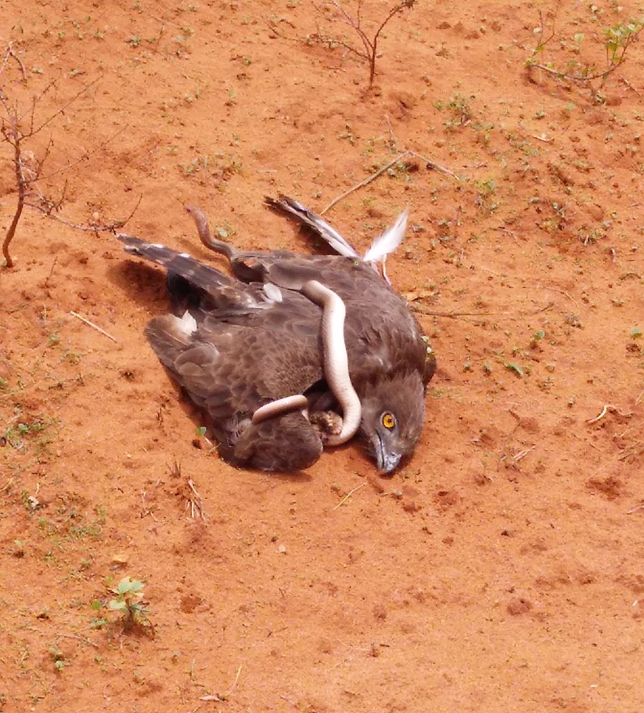 Red-spotted Beaked Snake from Taita-Taveta County, Kenya on November 19 ...