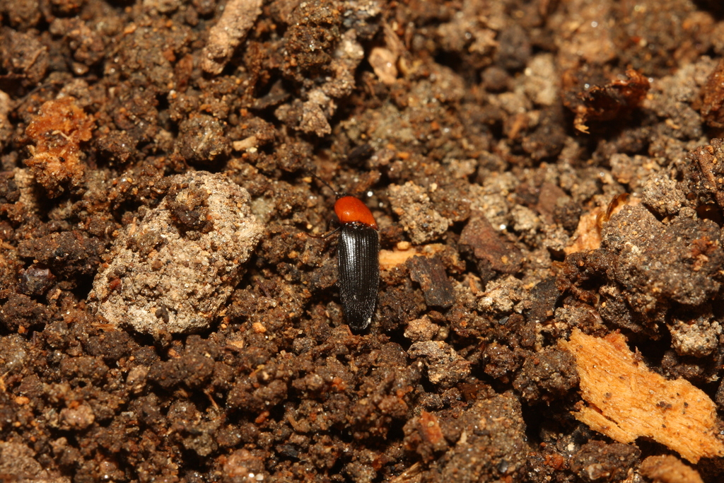 red-thorax click beetle from Andritzer Zipfel, Graz, Austria on March ...