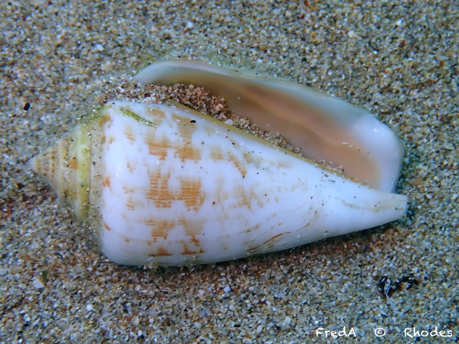 Conomurex persicus (Swainson, 1821)